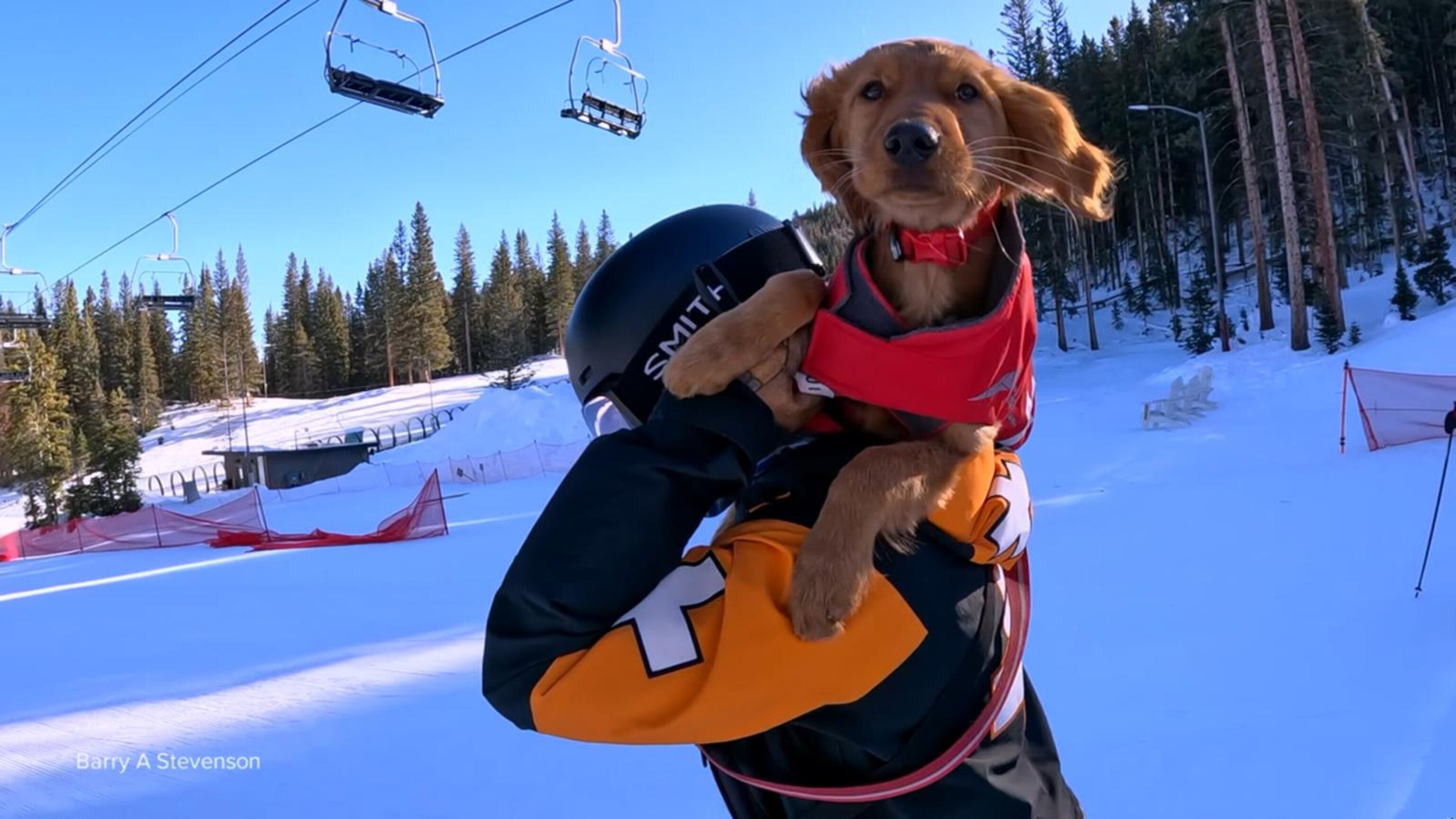 Puppy training for avalanche rescues rides the slopes on ski patroller ...