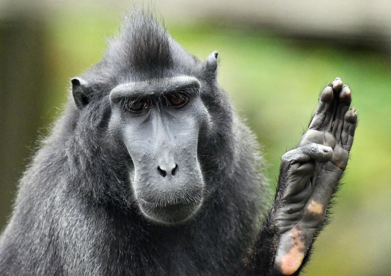 My tug of war battle with a Bali monkey was one for the ages