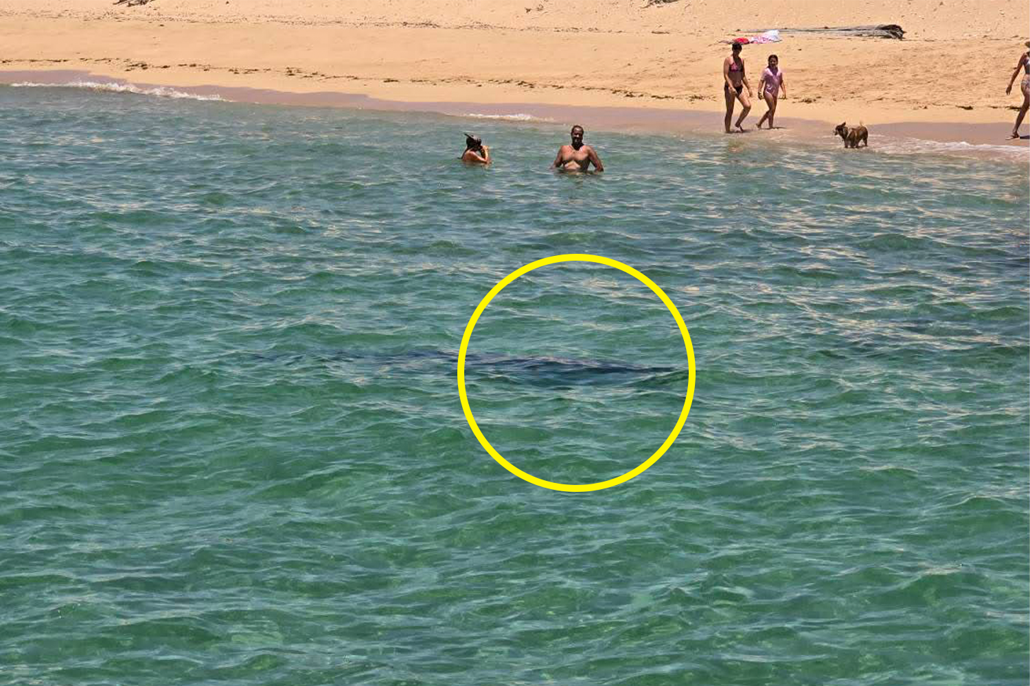 Tiger shark's 'incredible' reaction after face-off with swimmers at ...