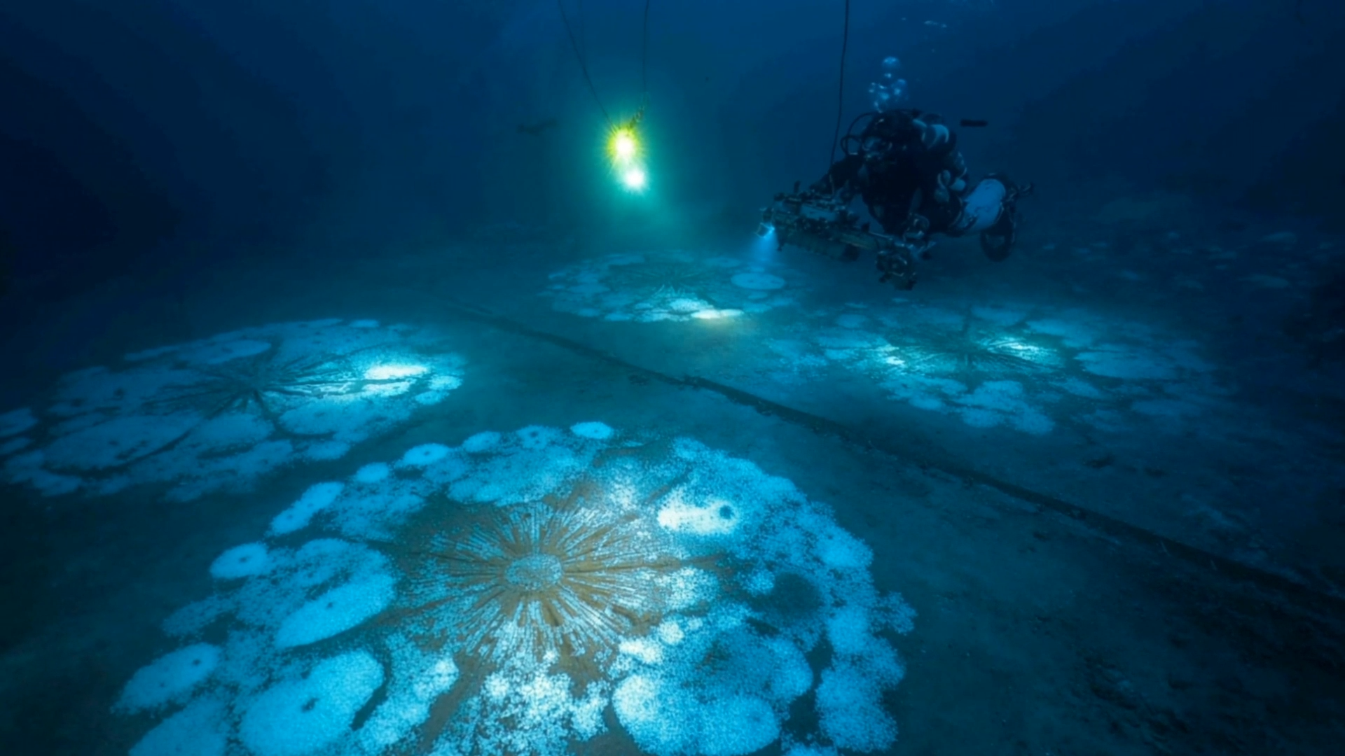Unveiling the mystery of 1,300 perfect circles on the ocean floor