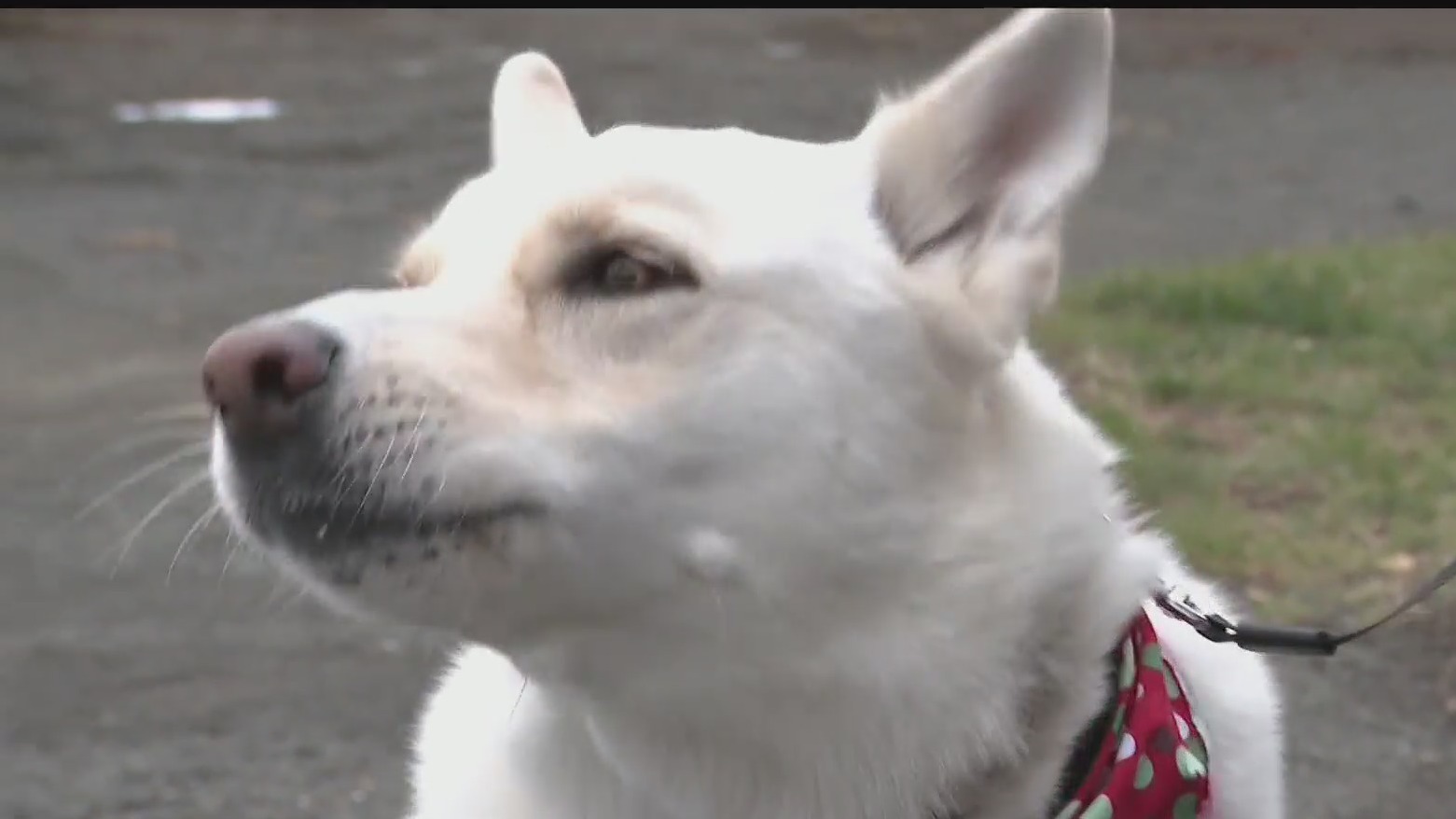 DNA tool helps NJ condos crack down on unscooped dog waste