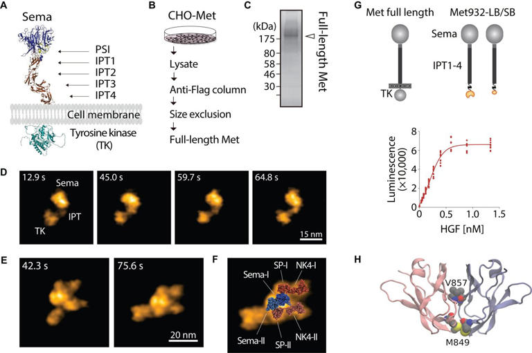 Uncovering a hidden mechanism in MET receptor activation