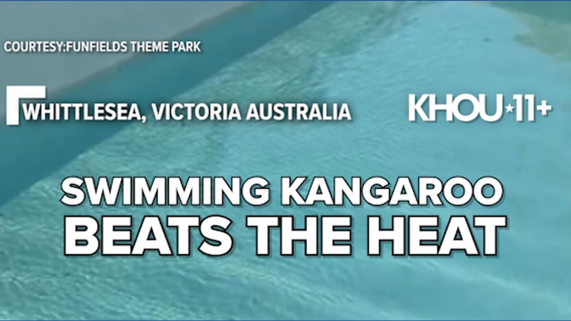 Kangaroo tries the water to beat the heat