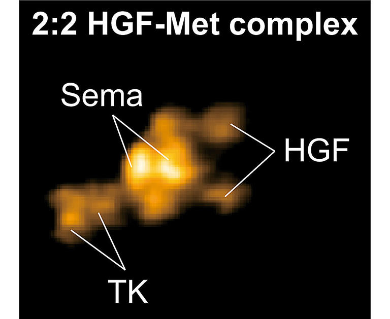 Uncovering a hidden mechanism in MET receptor activation