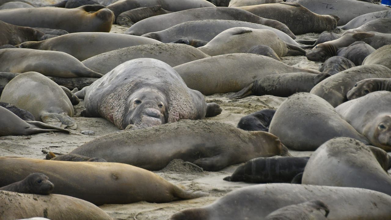 Bay Area hosts one of world's largest northern elephant seal mainland ...