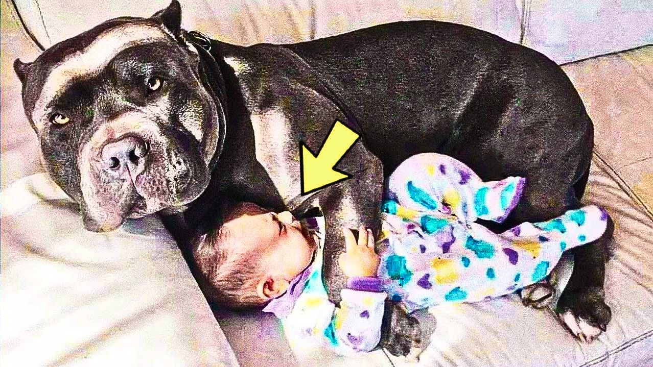 Dog refuses to leave baby alone — parents check cameras and freeze
