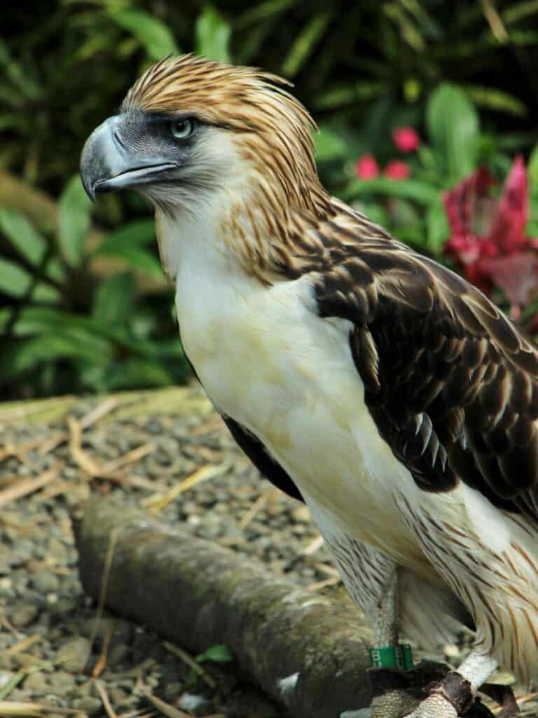 🦉 These are the 20 biggest and scariest birds on Earth (and yes, some ...