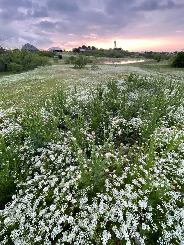 Homeowner stunned by unexpected change after not mowing lawn for a year ...