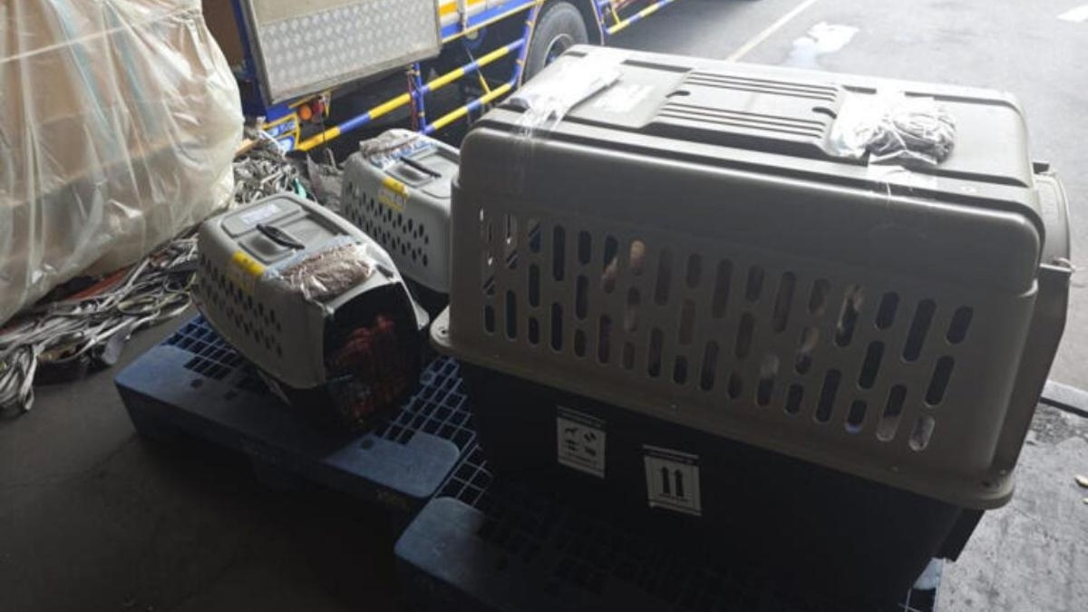 This is what you really need to know before bringing your pet to ...