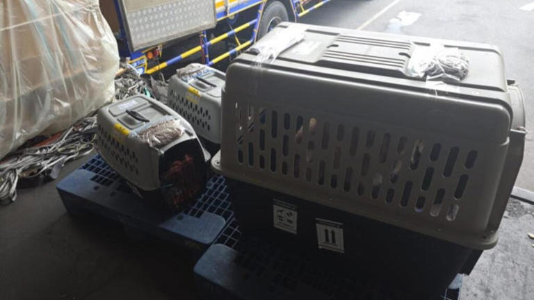 This is what you really need to know before bringing your pet to ...