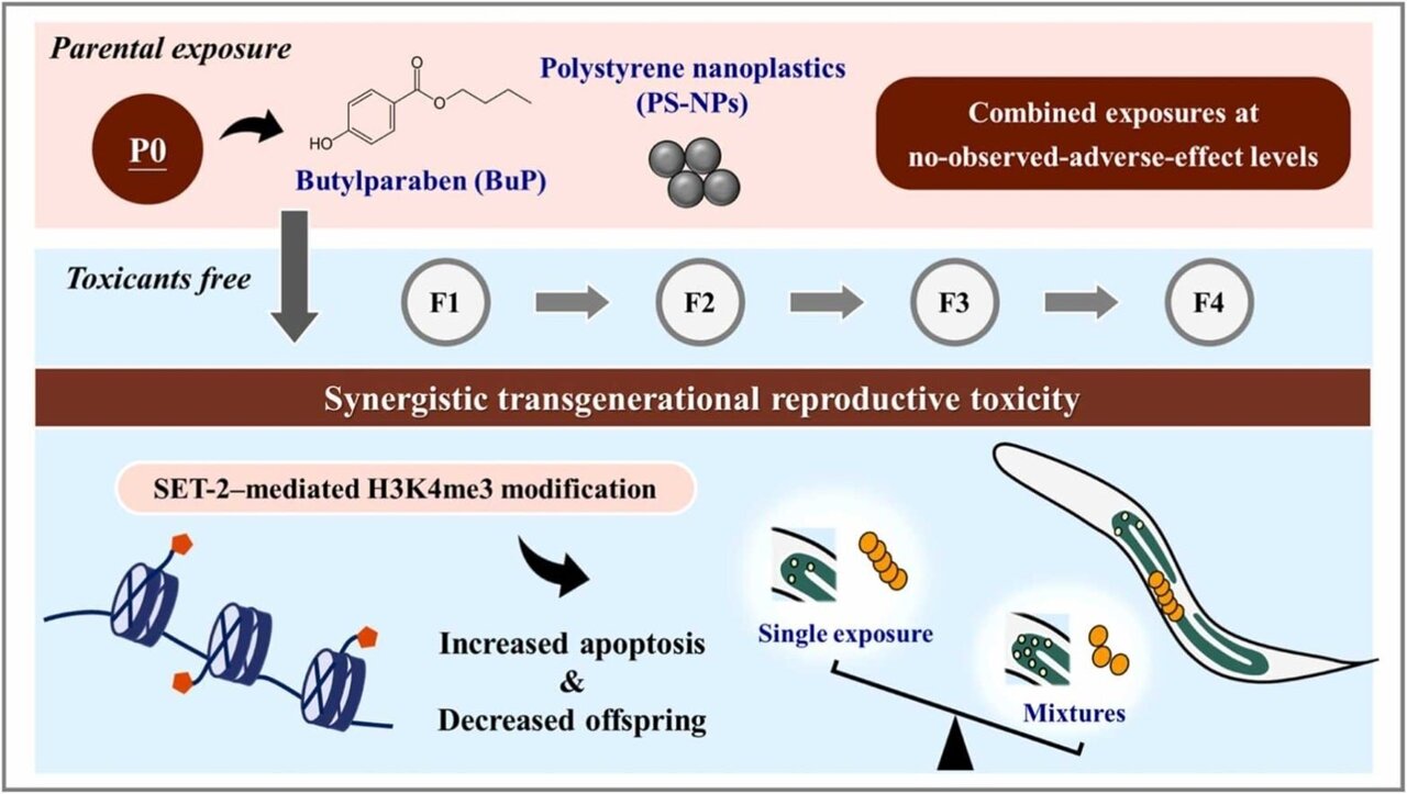 When 'no-effect' isn't safe: Safe chemicals turn toxic in combination ...
