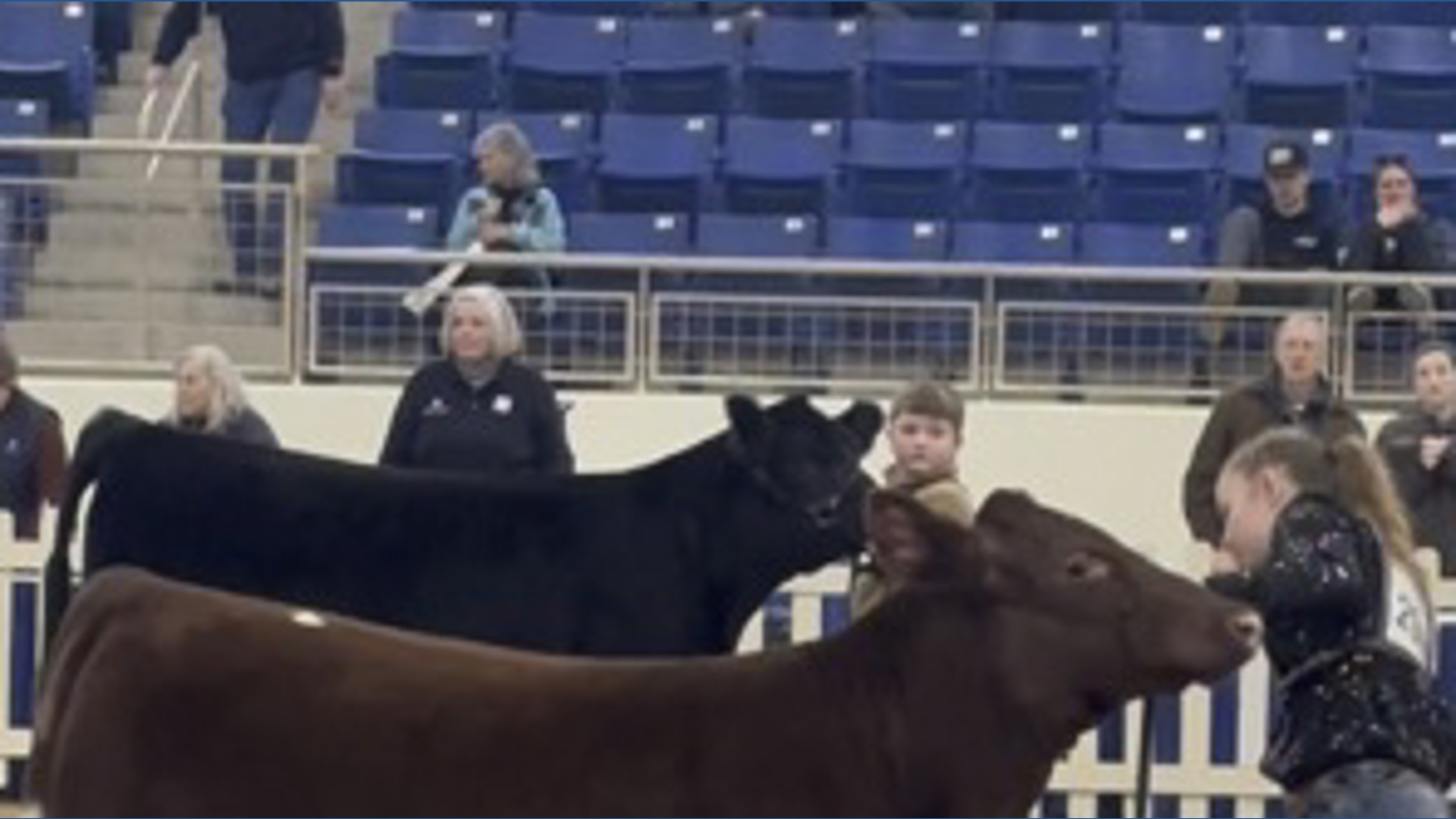 Beef cattle shown at Pennsylvania Farm Show