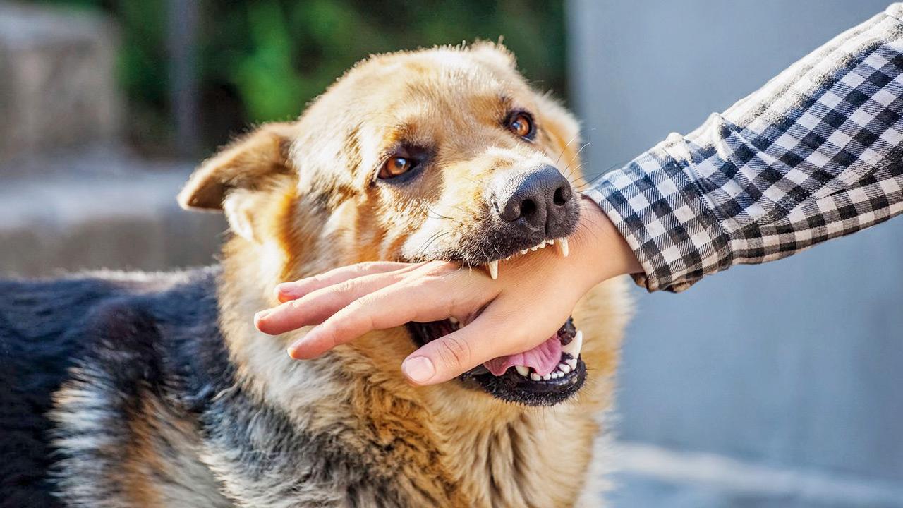 Dog bite cases: Supreme Court warns states of heavy compensation