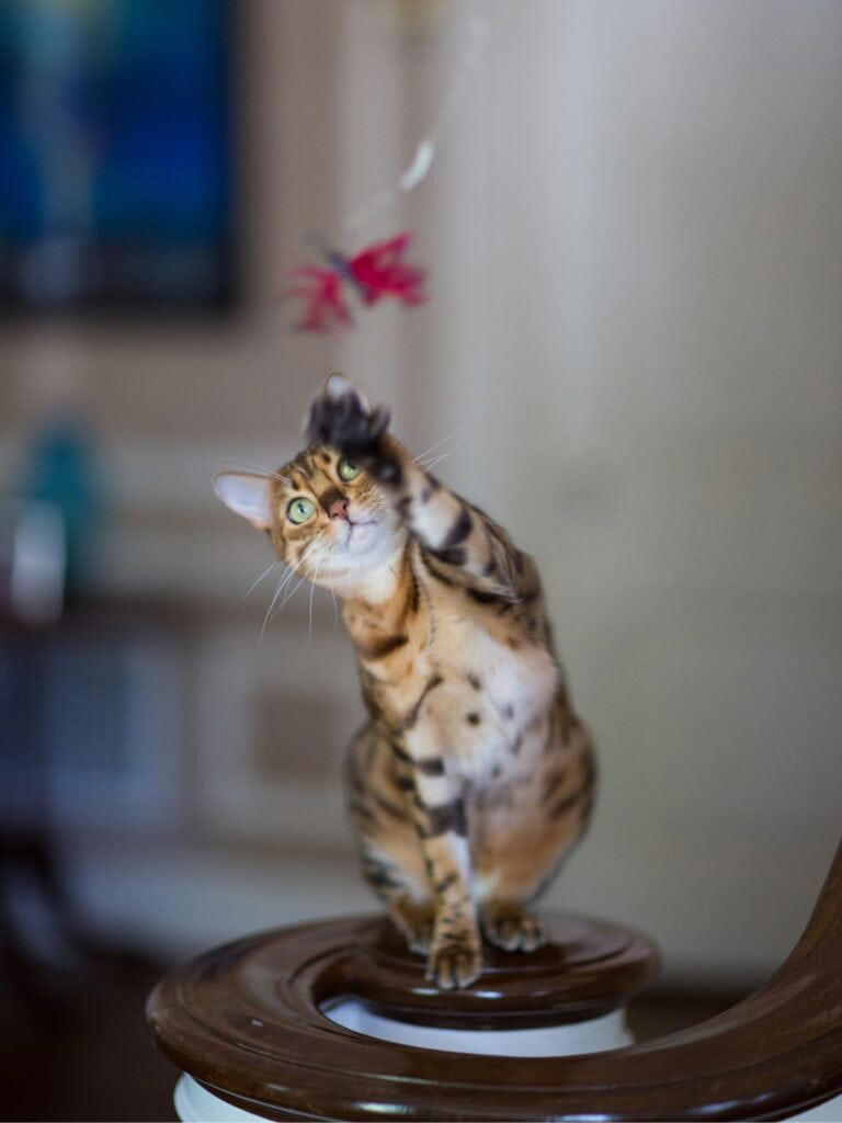 You Won't Believe How Much These Top 10 Most Expensive Cat Breeds in ...