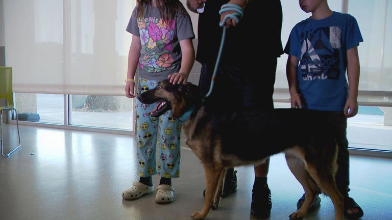 Over 1,000 animals adopted at the Animal Foundation in December ...