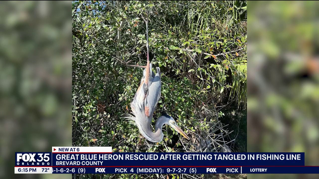 Great blue heron rescued after being tangled in fishing line