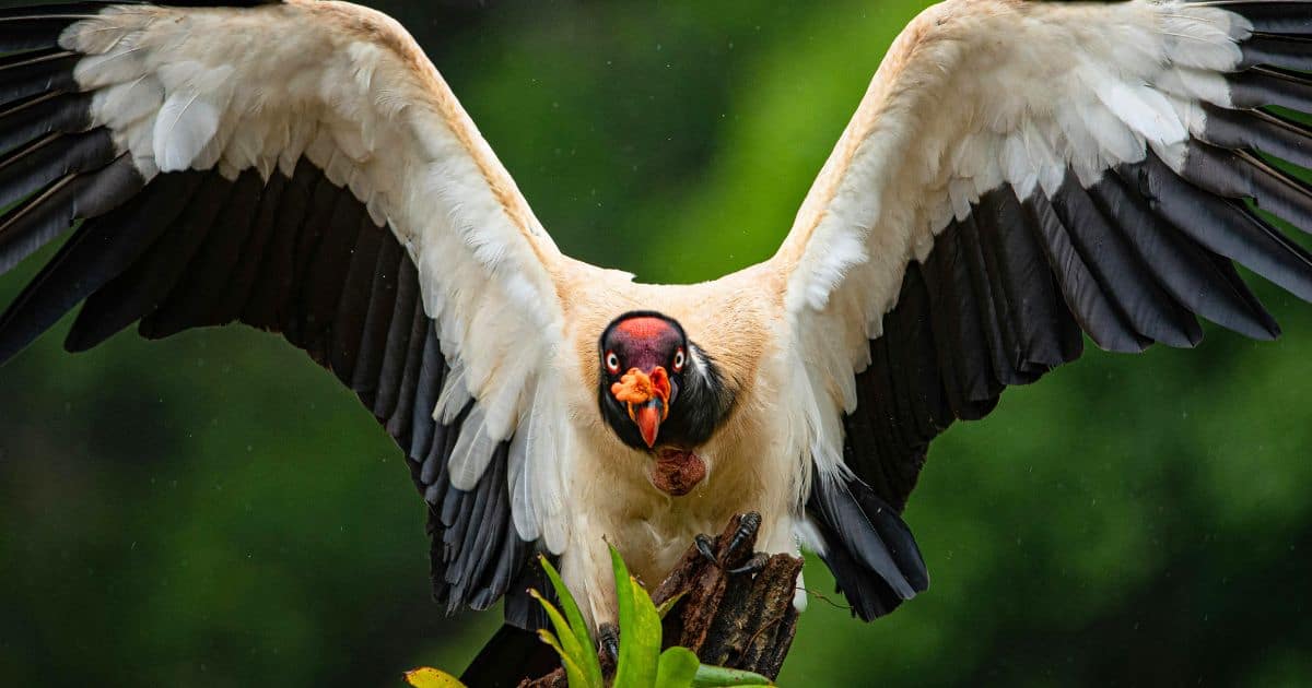 🦉 These are the 20 biggest and scariest birds on Earth (and yes, some ...