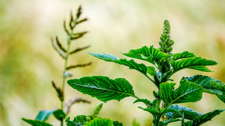 How to get rid of invasive tumbleweeds in the yard