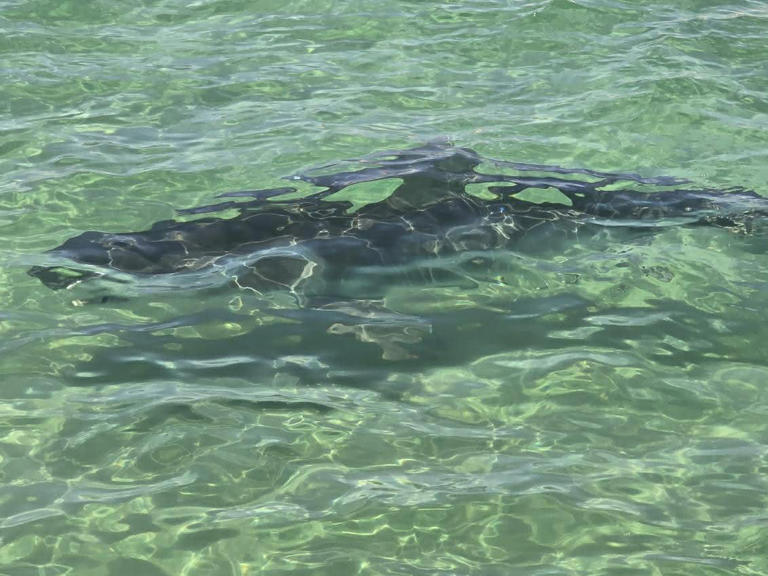 Tiger shark's 'incredible' reaction after face-off with swimmers at ...