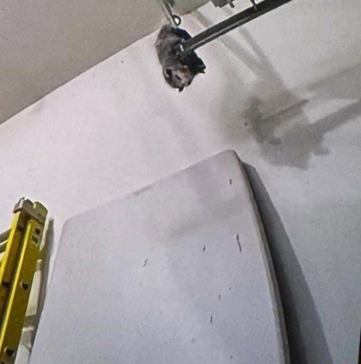 Opossum recovering after getting trapped in garage door track in Woodbridge