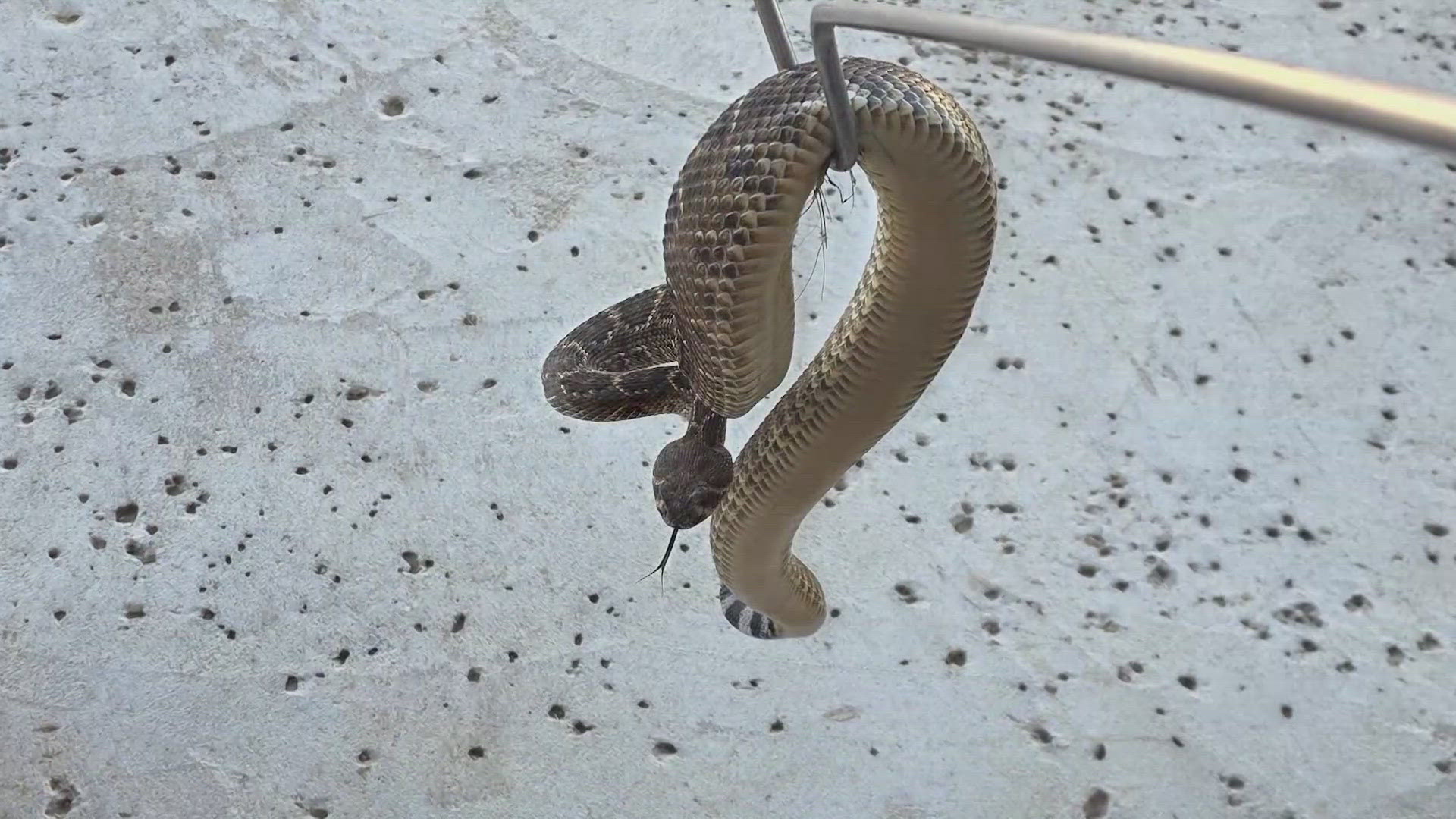 Western diamondback rattlesnake documented in Denton County for first time