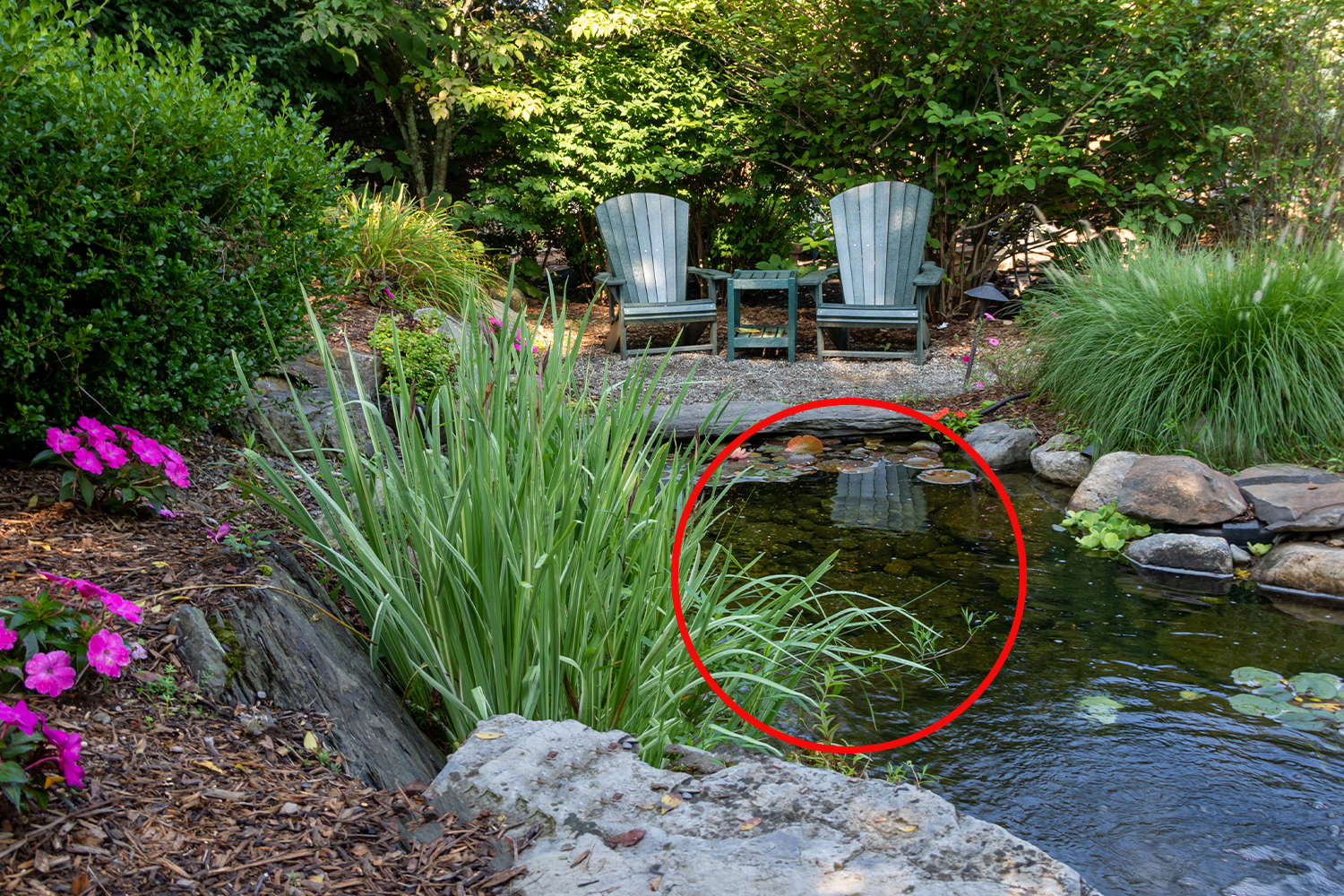 Aussie residents urged to make backyard change as deadly virus spreads ...