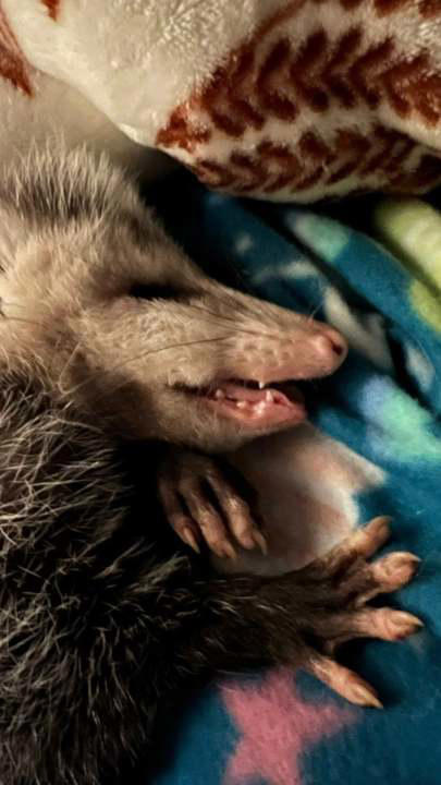 Opossum recovering after getting trapped in garage door track in Woodbridge