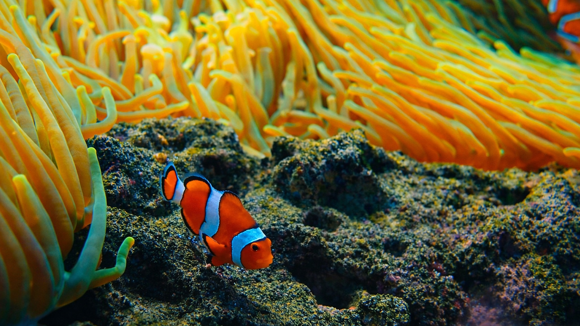Clownfish and anemone in coral reef
