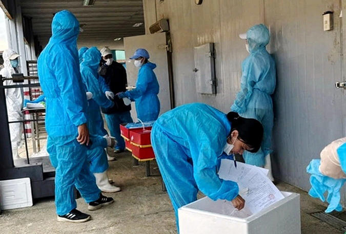 Vụ heo bệnh ở Công ty Đồ hộp Hạ Long: Nhiều lần kiểm tra nhưng không ...