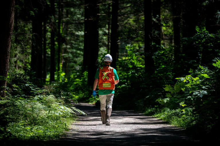 Tree cutting in Vancouver's Stanley Park resumes after looper moth ...