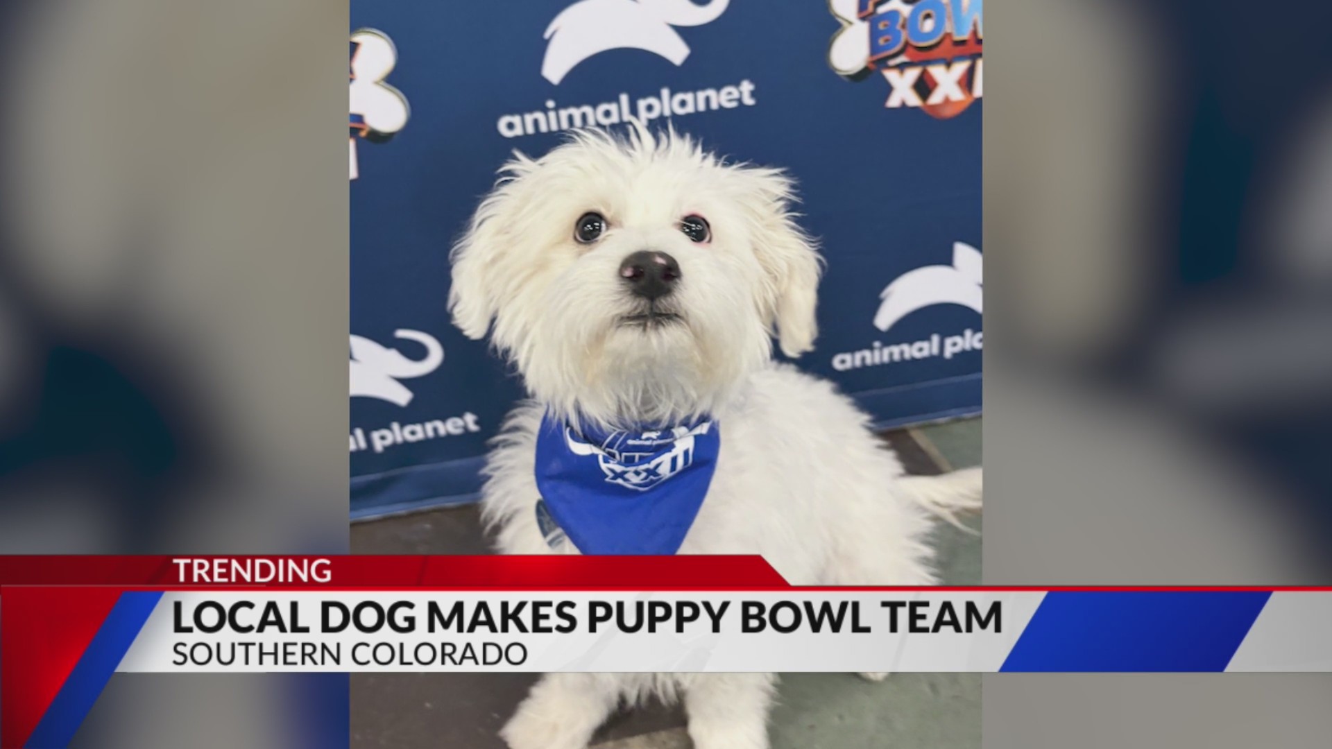 HSPPR pup to take the field at Puppy Bowl