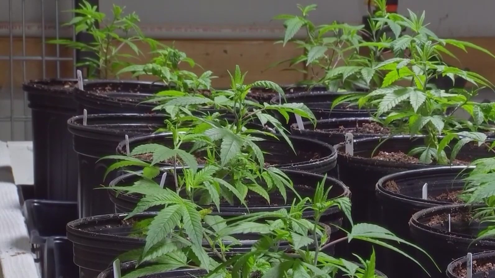 Proposed DSHS rules would increase hemp fees, ban intoxicating ...