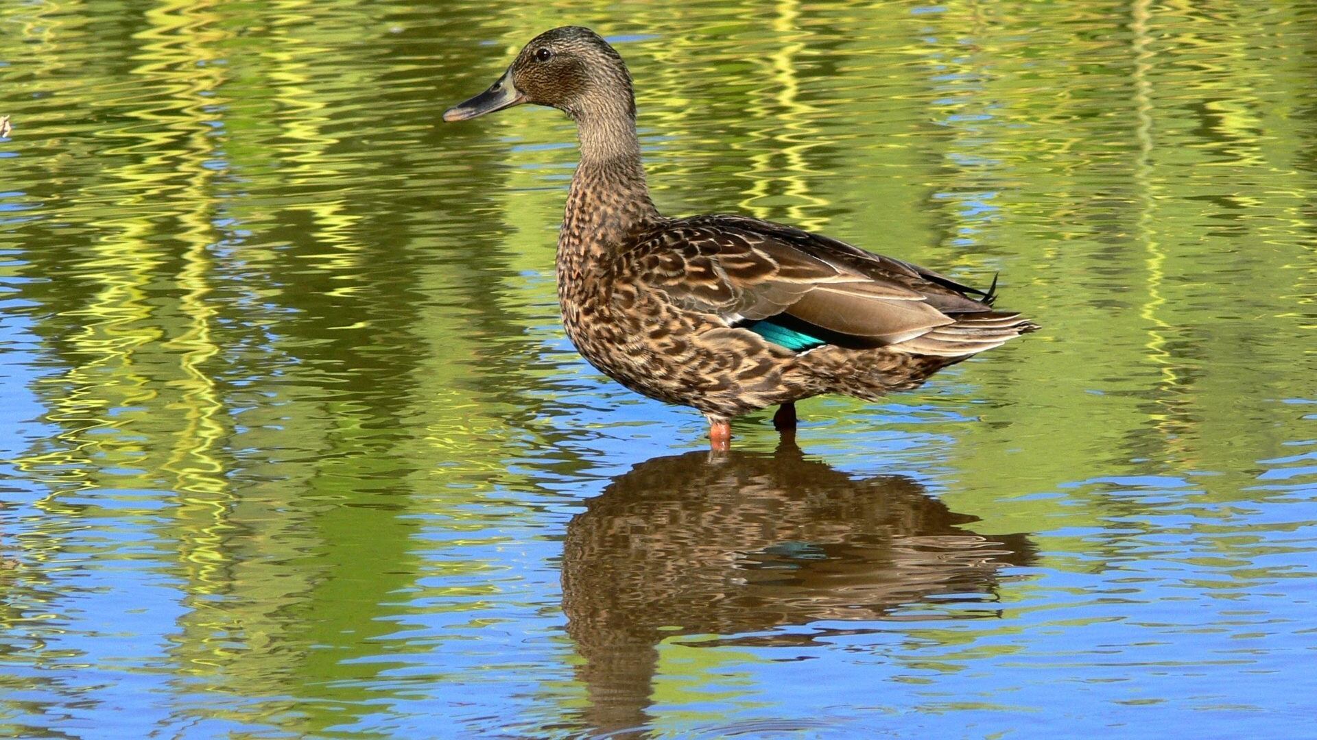 Tests confirm avian influenza case on Kauai