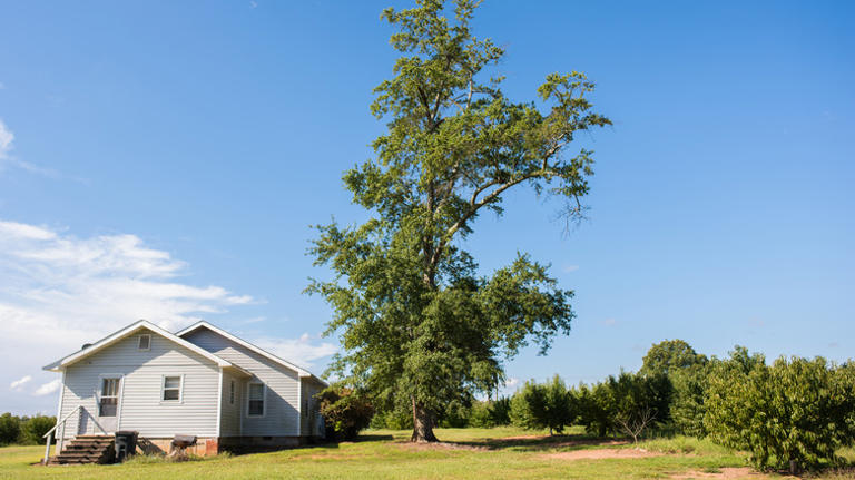 13 common trees you should never plant right next to your house