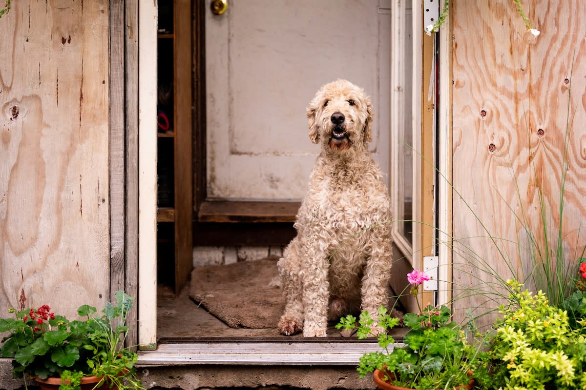 Friendly doodle 'adopts' her neighbors as family after falling in love ...