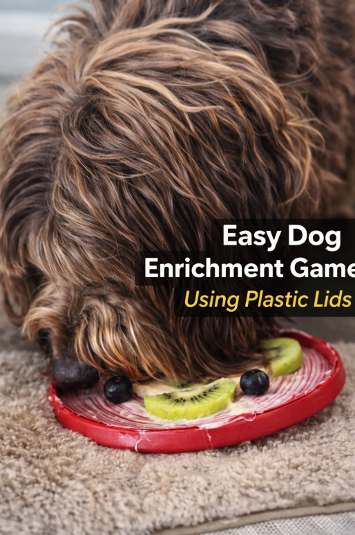 Easy dog enrichment game using plastic lids