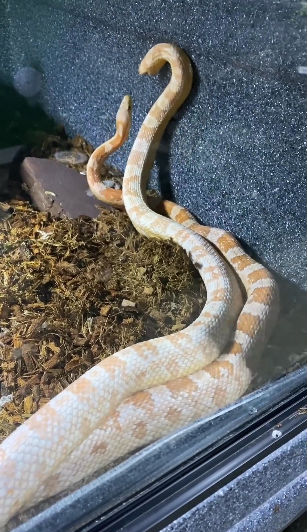 Mr. and Mr. Torrance!