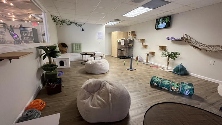 Bowling Green cat cafe announces final date in business