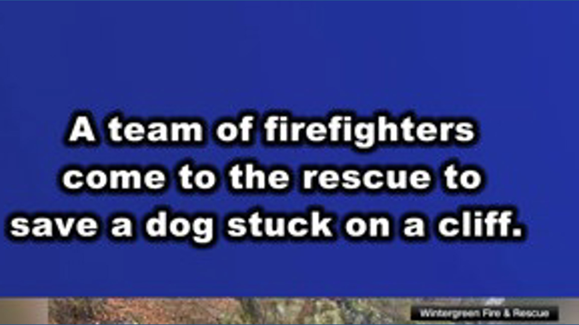 Team of firefighters rescue dog stuck on cliff