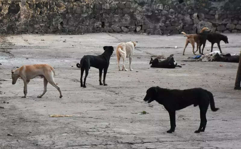 3L dog bite cases yearly, Punjab govt extends anti-rabies vaccine to ...