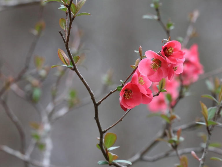 Flowering quince vs camellia: How to tell the difference