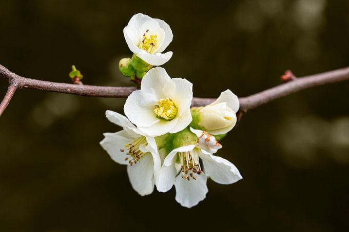 Flowering quince vs camellia: How to tell the difference