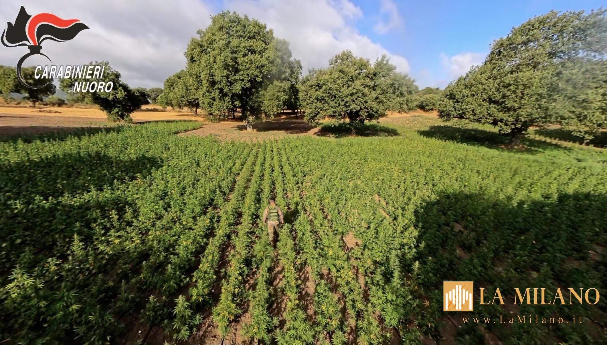 Maxi piantagione di marijuana scoperta in Sardegna: quattro arresti nel ...
