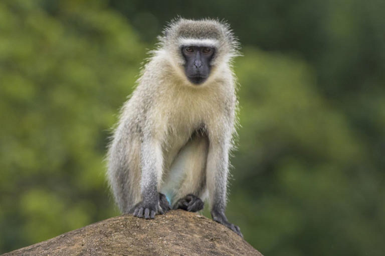 Monkeys have been 'loose' in Missouri for days, and officials aren't ...