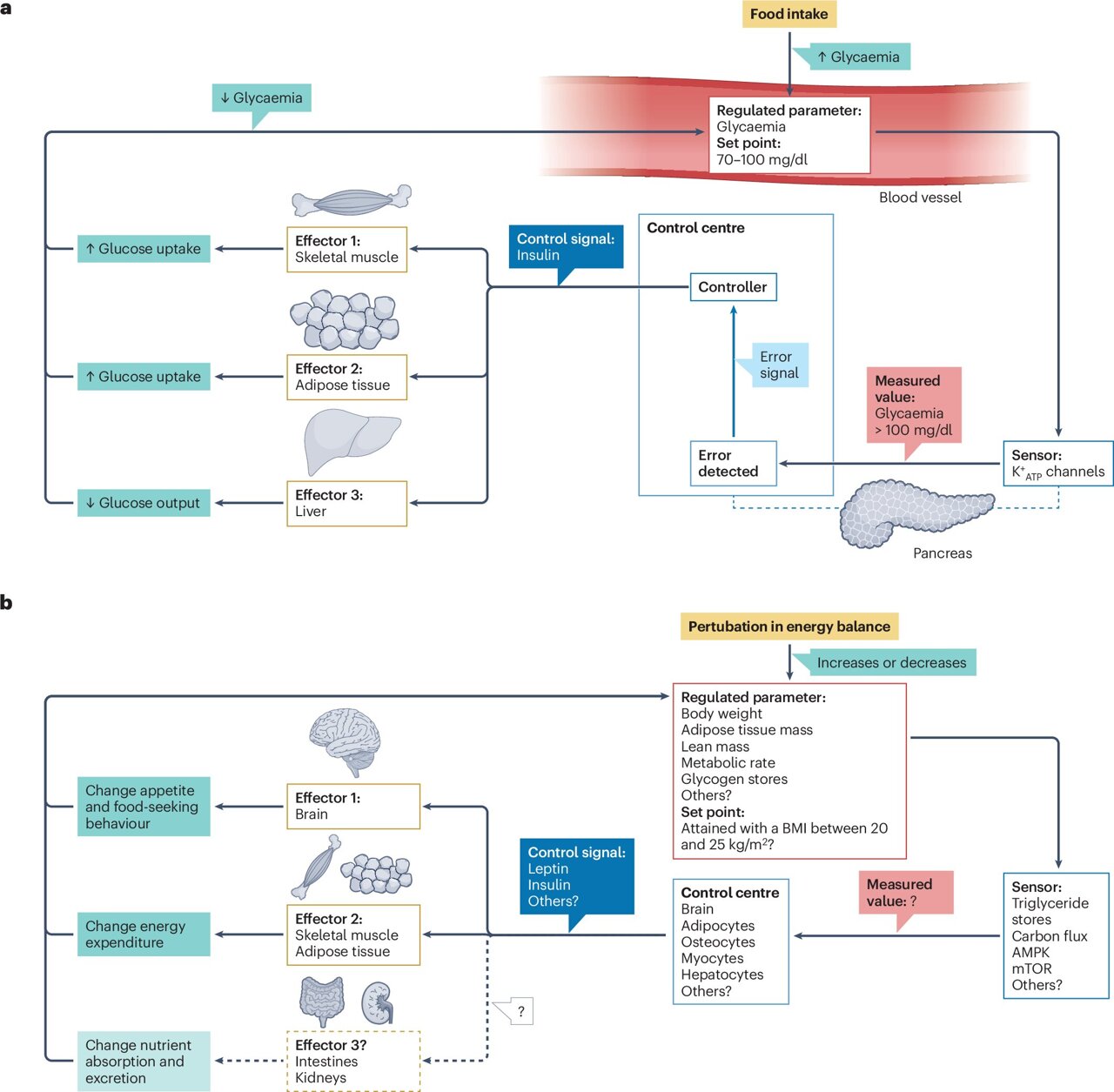 Researchers explore factors behind body's ability to regulate weight