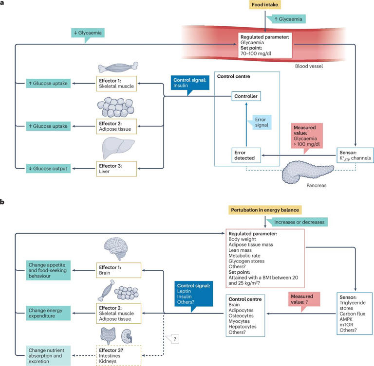 Researchers explore factors behind body's ability to regulate weight
