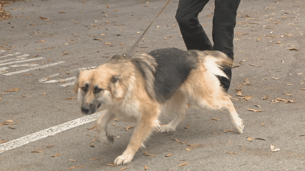 St. Lucie County expands animal safety response to 24/7