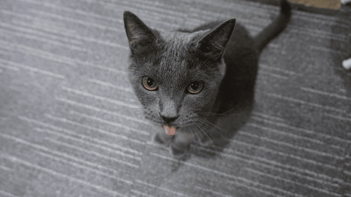 Single cat syndrome: what you need to know if you only have one cat