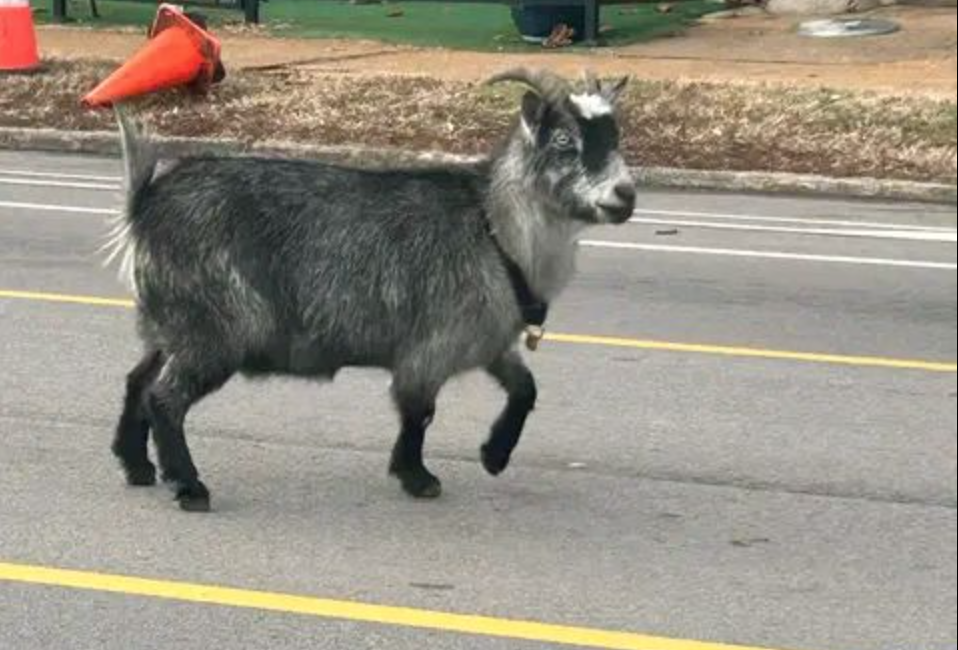 Goat joins rampaging monkeys on loose in St. Louis