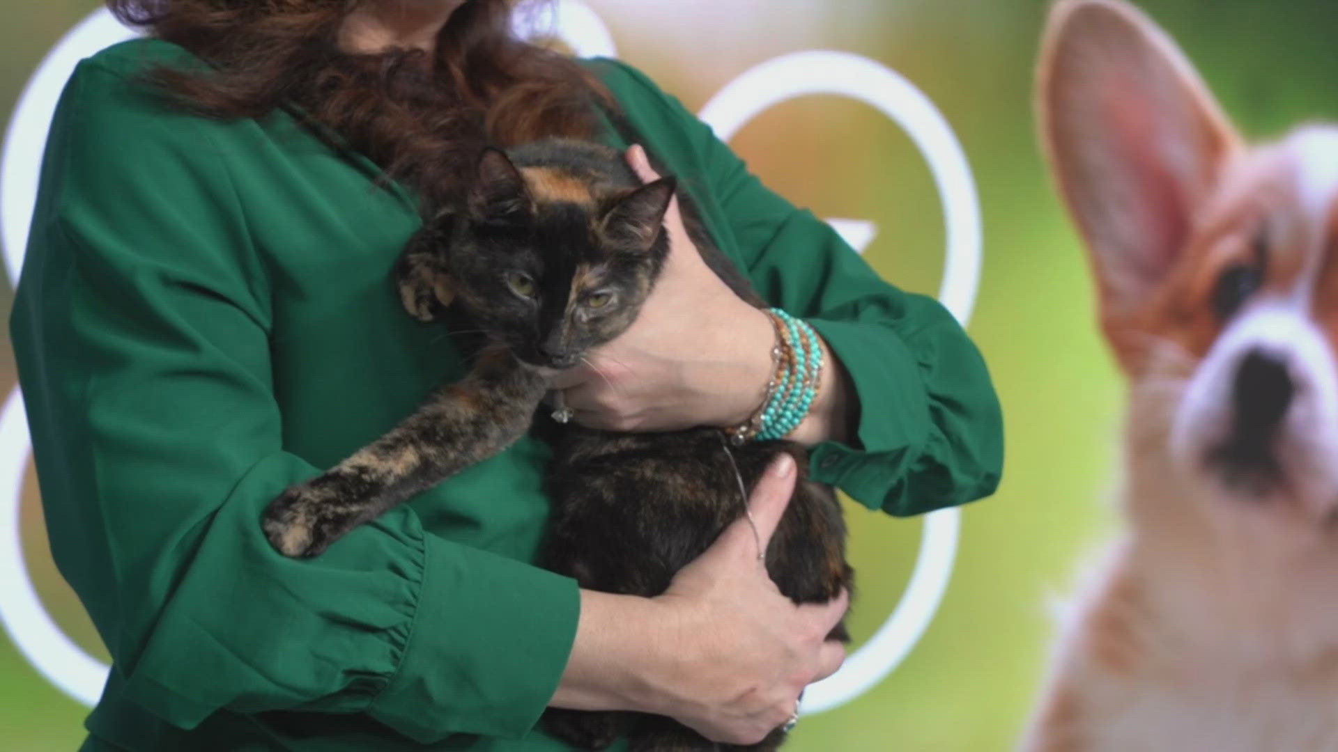 Meet Fresa, KREM 2's pick of the litter!